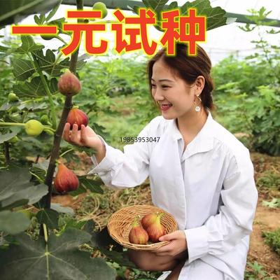 无花果树果苗盆栽地栽当年结果耐寒波姬红南方北方种植无花果树苗
