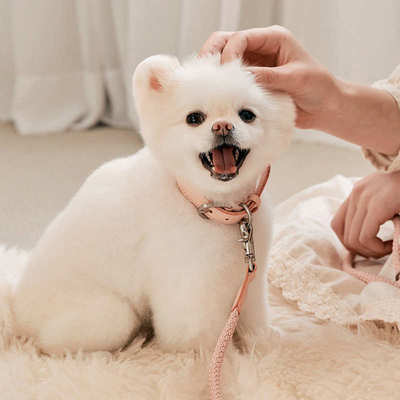 狗狗项圈皮质牵引绳遛狗绳脖圈宠物中小型犬狗绳比熊编织高档个性