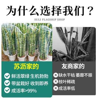 金边虎皮兰花卉绿植室内盆栽四季好养净化空气办公室客厅大型植物