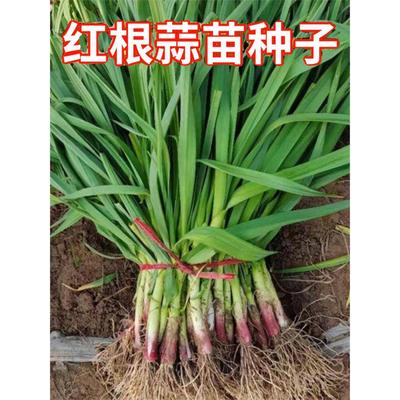 红根蒜苗种子大籽皮头瓣葱