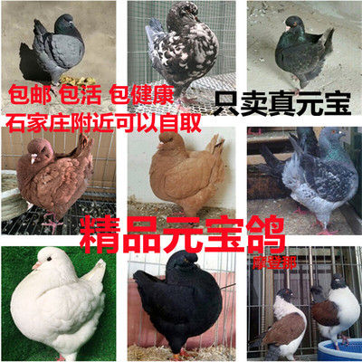 纯种元宝鸽大体鸽子巨型肉鸽特大活物一对元宝种鸽活体包下蛋包活