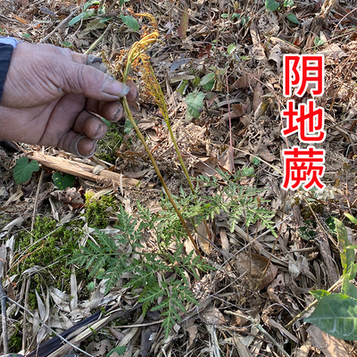野生阴地蕨厥 小春花中草药独脚金鸡 一朵云 蛇不见 干货250g包邮