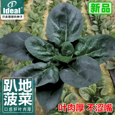 趴地菠菜种子油亮软糯四季阳台春夏季耐热耐寒小颗型青菠菜种籽