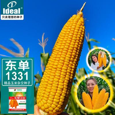 OSA1331玉米种子高产杂交