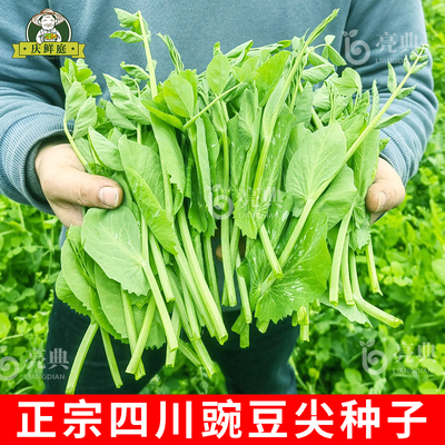四川大无须豌豆尖种子黑眉豌豆苗籽芽苗菜种籽水培秋季种植蔬菜籽