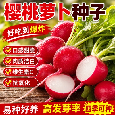 早熟易种樱桃萝卜种子迷你萝卜四季阳台种植蔬菜种子樱桃萝卜种籽