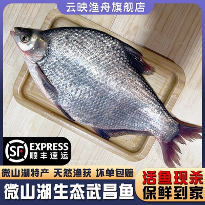 微山湖生态武昌鱼活鱼现杀发顺丰