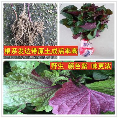 农IAE家野2生新鲜带根带土紫苏食叶苗0棵大子叶盆栽苏绿植去腥用