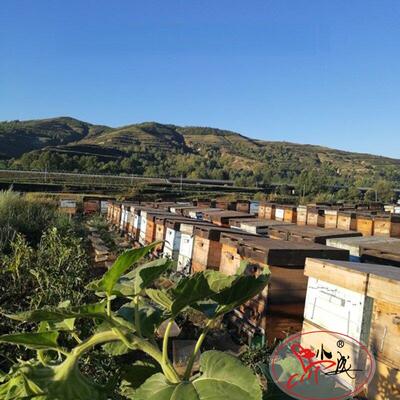 新产干党之参炖汤配国料炖罐煲BYF汤新货中参党乡原产地农家药材