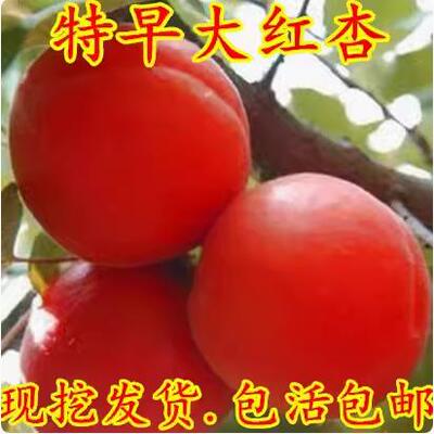 嫁接特早大红杏树苗508熟