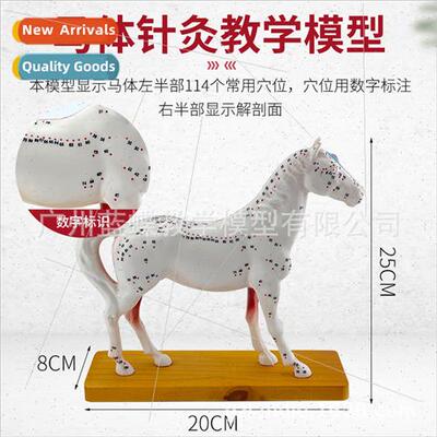 Horse Acupuncture Model Horse Model Animal Anatomy Model Hor