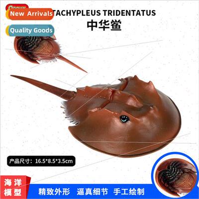 solid world model horseshoe crab horseshoe crab American hor