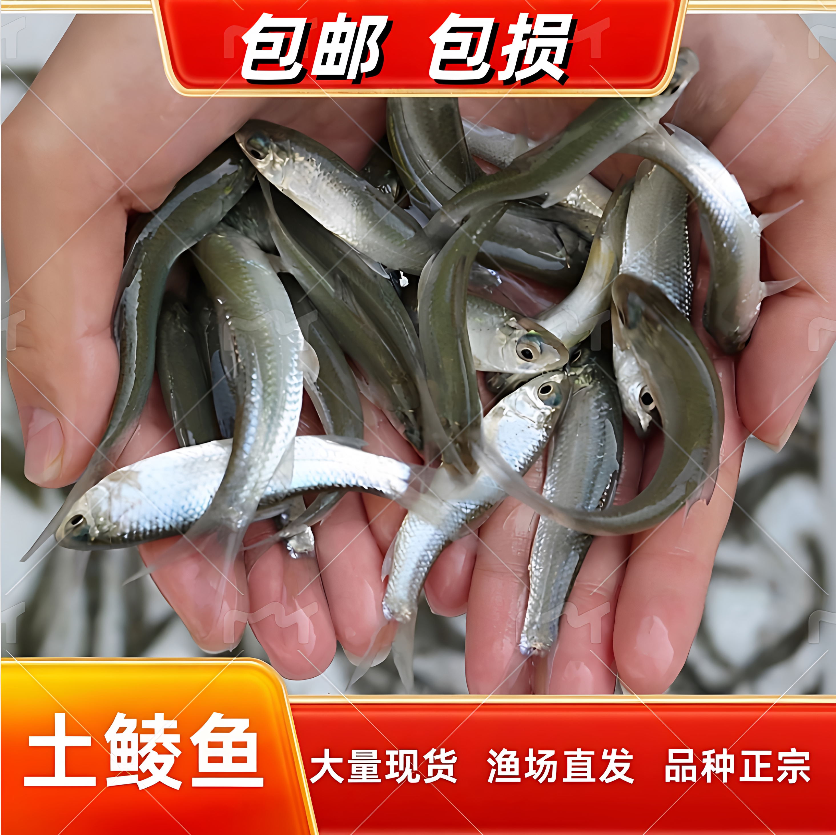 土鲮鱼小鱼苗活体饲料鱼麦穗鱼白鲢喂鳜鱼乌龟喂金龙桂花鲈鱼龟粮