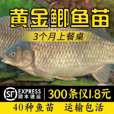 重庆发货特大鲫鱼苗批发保真包活