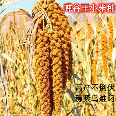 抗鸟红吨谷7号早熟小米种子红吨谷种子优质高产四季播种小米种子