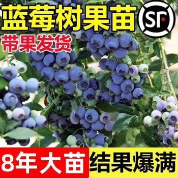 蓝莓树果苗蓝莓苗盆栽地栽果苗带大果南北方种植苗兔眼绿宝石果树