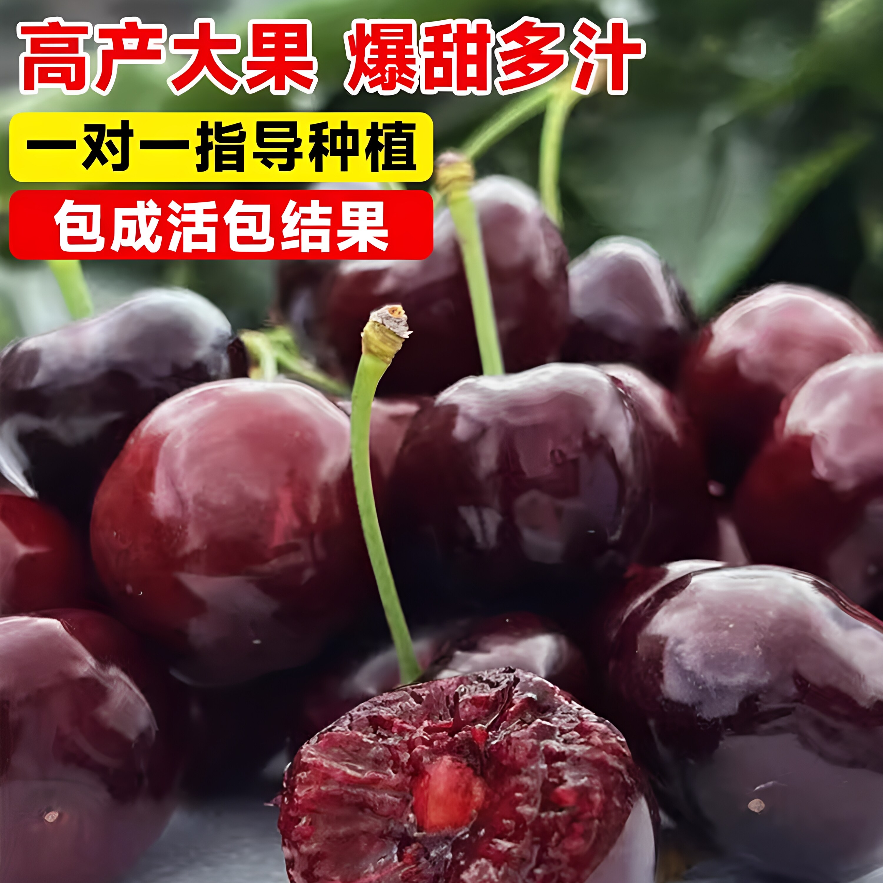 正宗斯坦勒大樱桃车厘子树苗南北方种植特大水果树果苗盆栽地栽