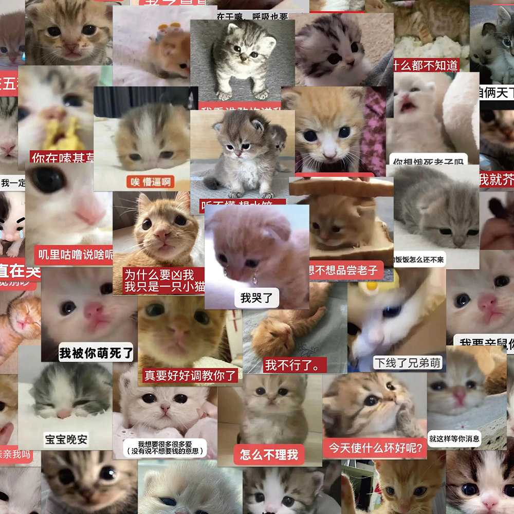 124张可爱小猫贴纸写实写风学生儿童装饰手账桌面手机壳笔记本