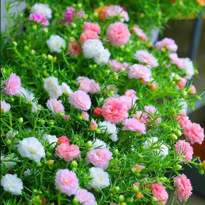 重瓣太阳花种孑籽子混色四季播