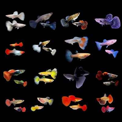 孔雀鱼纯种胎生鱼热带鱼繁殖种