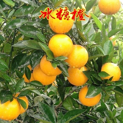 正宗高纯度高甜度永兴冰糖橙苗褚橙云冠盆栽地栽甜橙果树苗