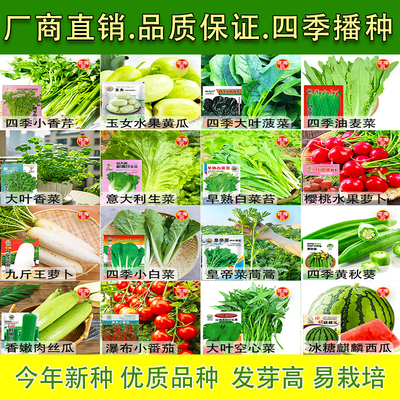 家庭蔬菜种子大全四季播种香菜生菜辣椒番茄籽孑阳台盆栽地栽农家