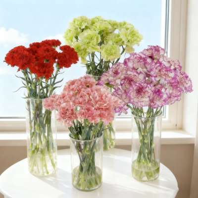 康乃馨鲜花云南基地直发鲜切花真花母亲节教师节花束家用水养插花