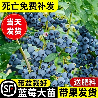 精品蓝莓树果苗盆栽蓝梅树苗带果