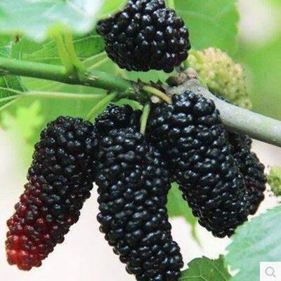 Mulberryseedlingsraspberry