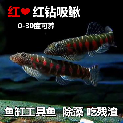 稀有红钻吸鳅 冷水工具鱼 小精灵 清道夫鱼 吃鱼缸残渣 擦玻璃