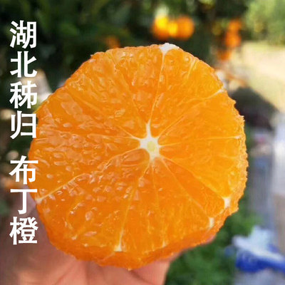 布丁橙～九月红正宗湖北秭归布丁脐橙新鲜现摘当季榨汁甜橙应季水