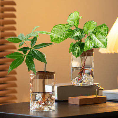 造型发财树室内桌面水培植物