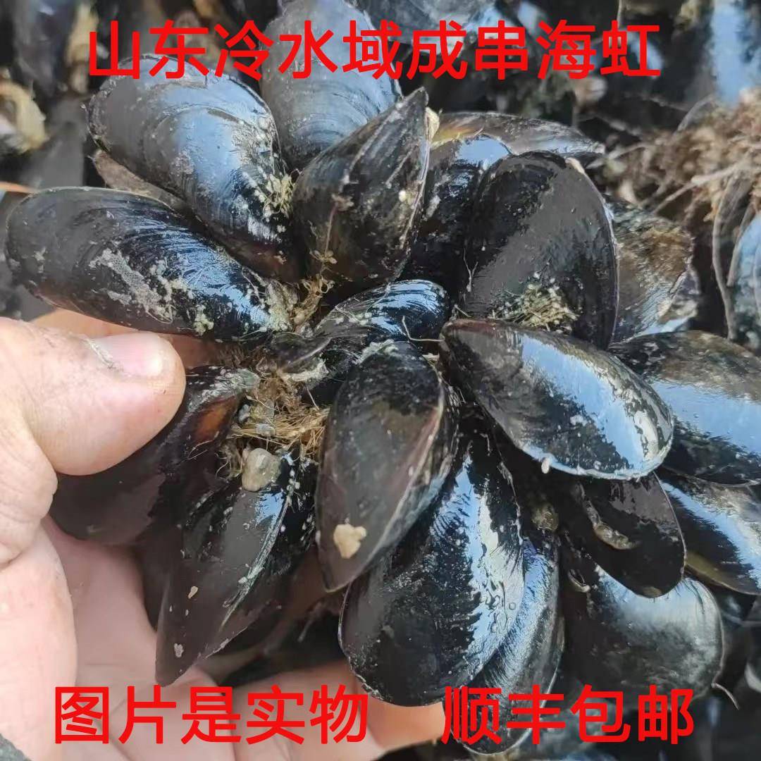 贻贝已开工发顺丰！冷水薄壳海虹5斤 青口贝贻贝蒸四分钟
