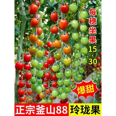 釜山88千禧圣女果种子籽小