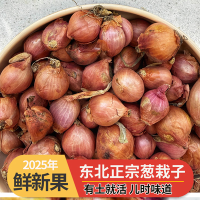 东北毛葱头农家特产新鲜种籽栽子香葱种头迷你圆红葱头东北黑龙江