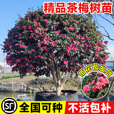茶梅花苗树财神茶梅老桩朝仓茶梅盆栽茶梅球带花苞四季常青耐寒花