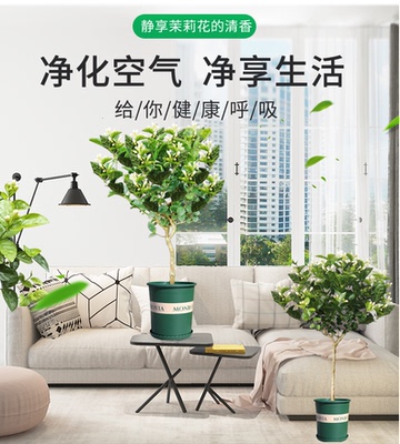 虎头茉莉花盆栽横县四季