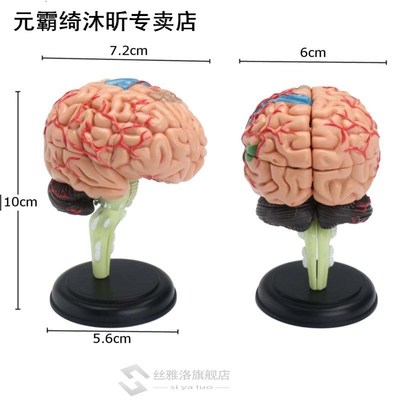 4D Anatomical Human, Brain Model Anatomy Medical Teaching To