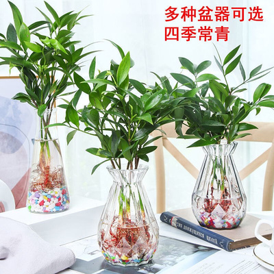 Mosquito repellent bamboo hydroponic bamboo cypress rich bam