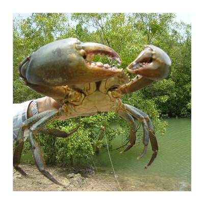 fully Clapsible crabbing traps Fded Portable 2/4 Hes c