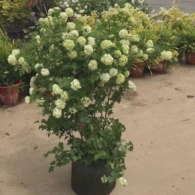 欧洲木绣球玫瑰花苗地耐高温乔木植物庭院露台盆栽耐寒栽花镜搭配