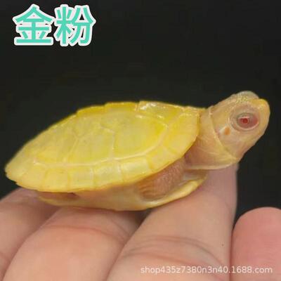 变异巴西龟黑化巴西龟白化巴西龟果冻龟焦糖龟金粉龟变异白化龟
