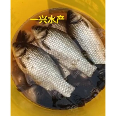 中科三号鲫鱼苗中科五号鲫鱼苗快大鲫鱼苗杂交大白鲫异育银鲫