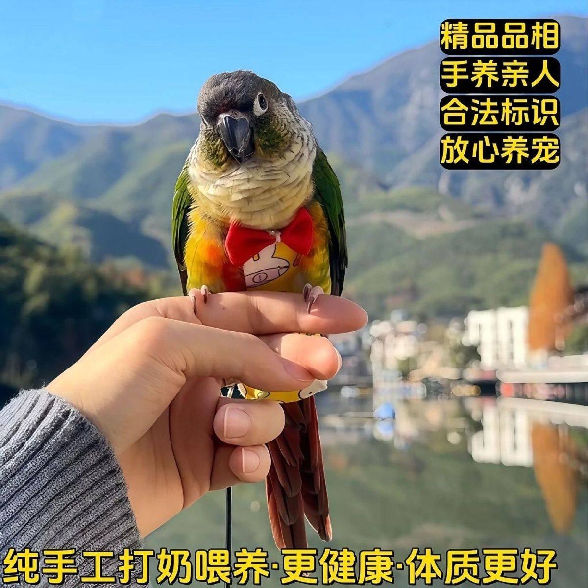 小太阳鹦鹉活体手养宠物黄边肉桂凤梨鹦鹉会说话小鸟小鸟活物鸟类