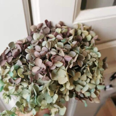 20g/lot,High quality Preserved Anna Hydrangea flower,Nature