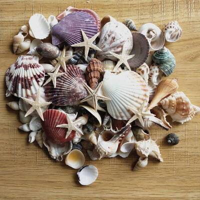100PCS Mixed Ocean Sea shells Wedding Decor Beach Theme Part