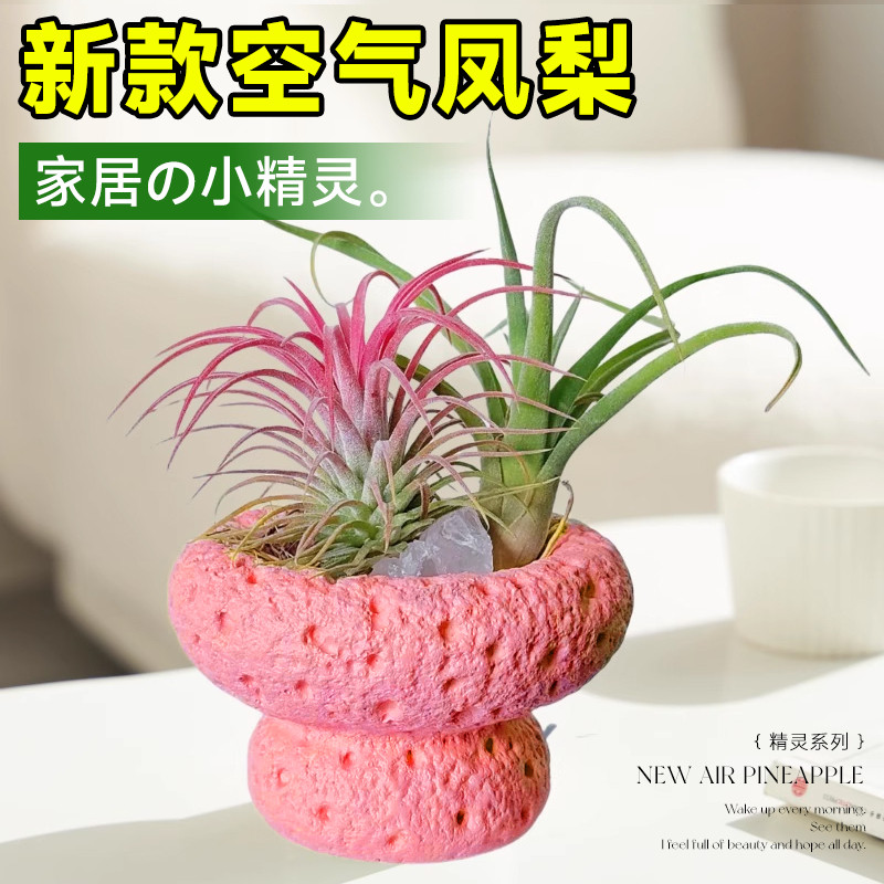 空气凤梨办公室桌面绿植室内小盆栽植物好养四季懒人情绪稳定花卉