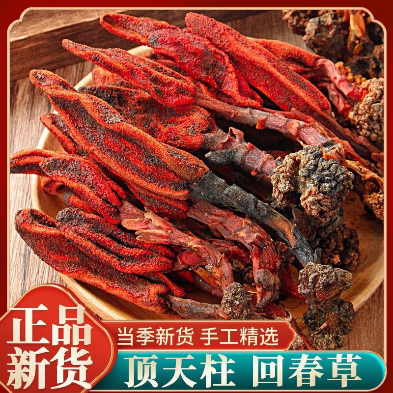 云南深山回春草野生新货正品不老草顶天柱草苁蓉男性滋补泡酒料