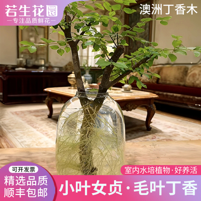 小叶女贞水培毛叶丁香四季常青