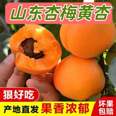 山东头茬酸甜脆现摘杏梅